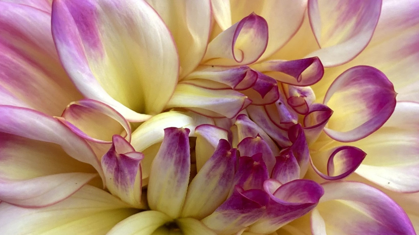 Petals of Positivity: Flourishing with Dahlia Tips on Social Media ...