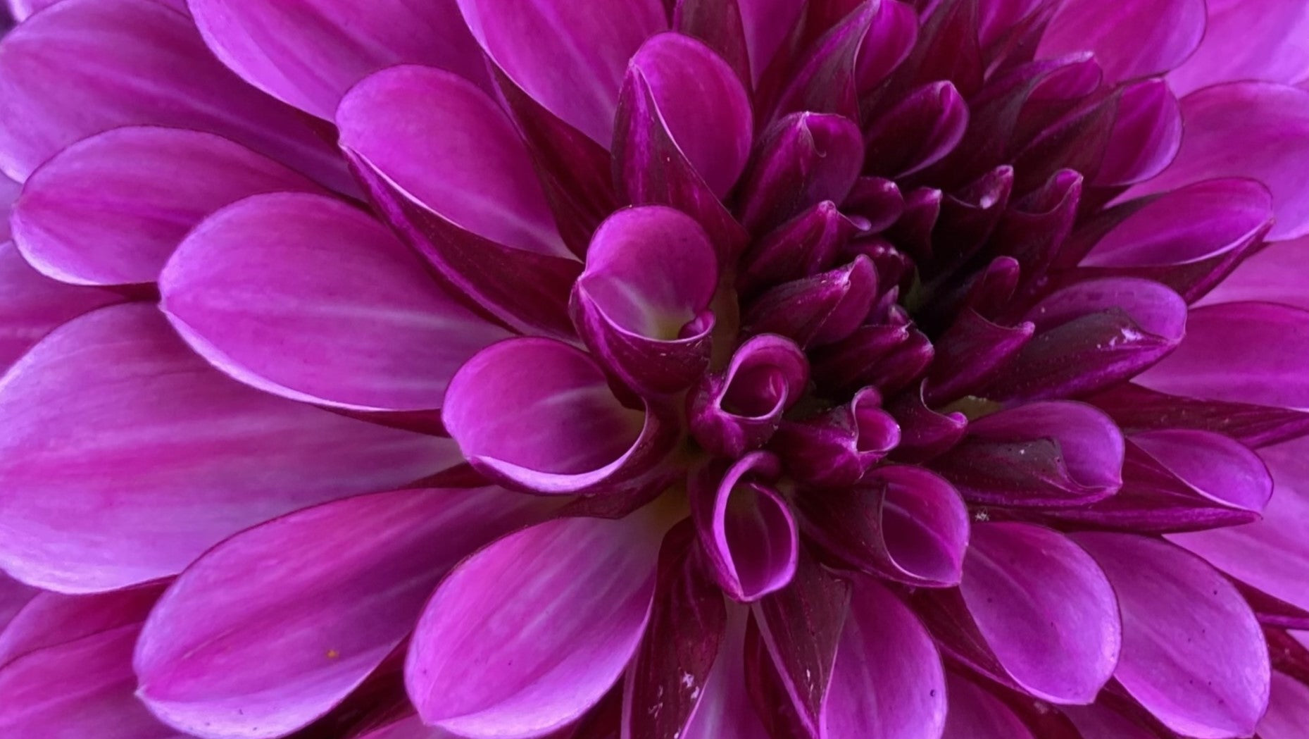 Dahlia Propagation by Seed (1847) – Dahlia Doctor