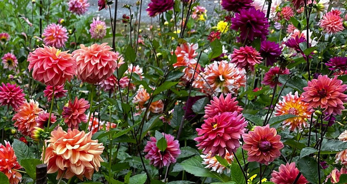 Decoding Dahlia Genetics: A Plant Breeder's Guide – Dahlia Doctor