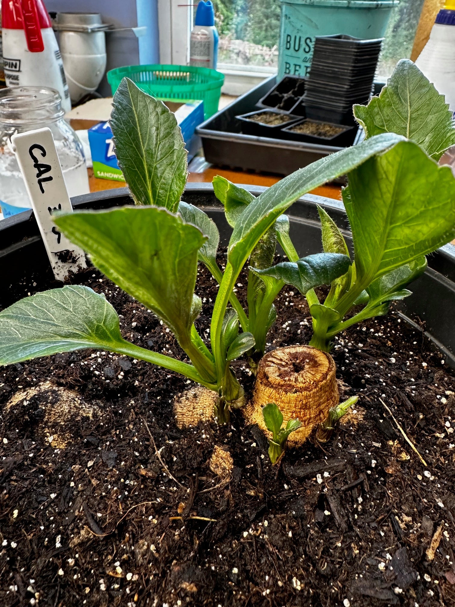 Pre-Sprouting Dahlia Tubers: A Guide for Early Blooms – Dahlia Doctor