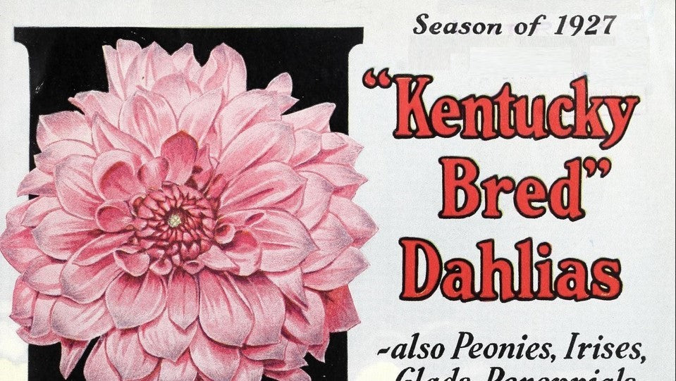 Copy - GENERIC CATALOG FORMAT – Dahlia Doctor