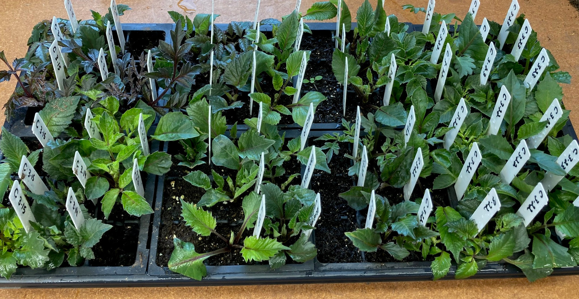 How to Propagate Dahlia Cuttings: Step by Step Guide – Dahlia Doctor
