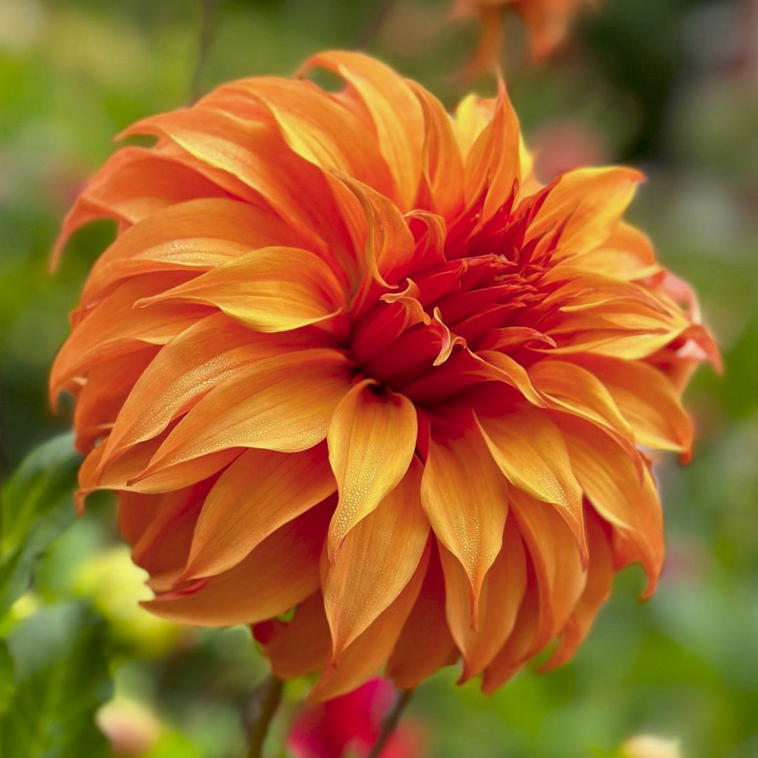 Bloomquist Jean Dahlia Tuber – Dahlia Doctor
