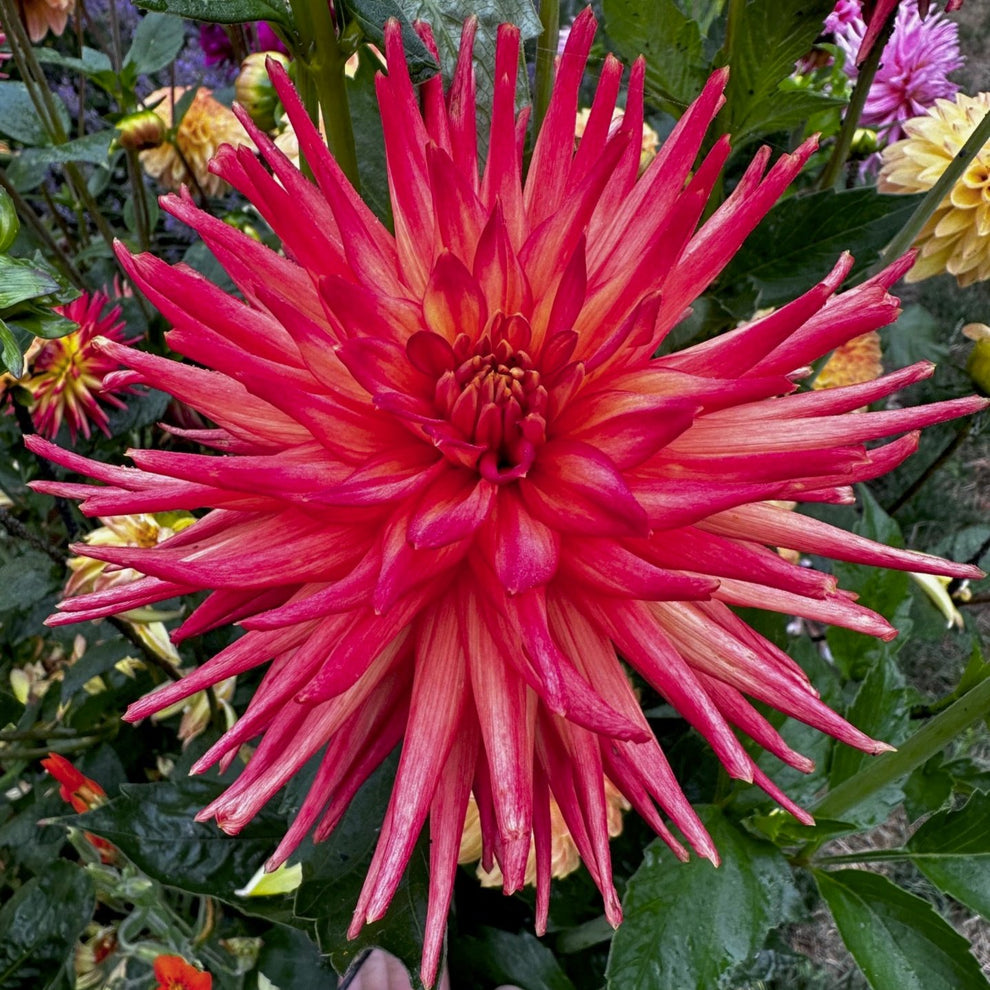 Bloomquist Tracy Dahlia Tuber – Dahlia Doctor