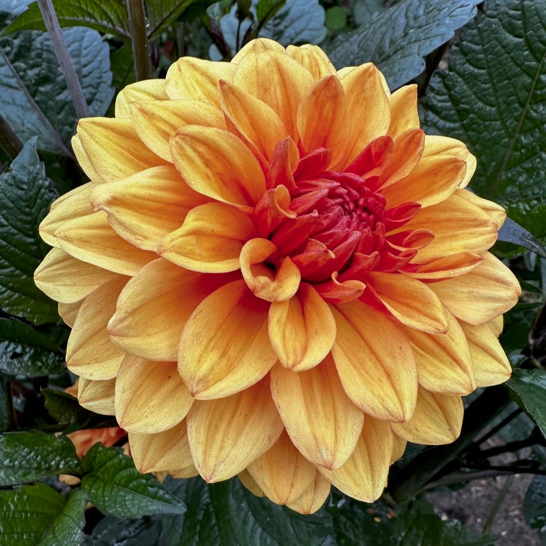 David Howard Dahlia Tuber – Dahlia Doctor