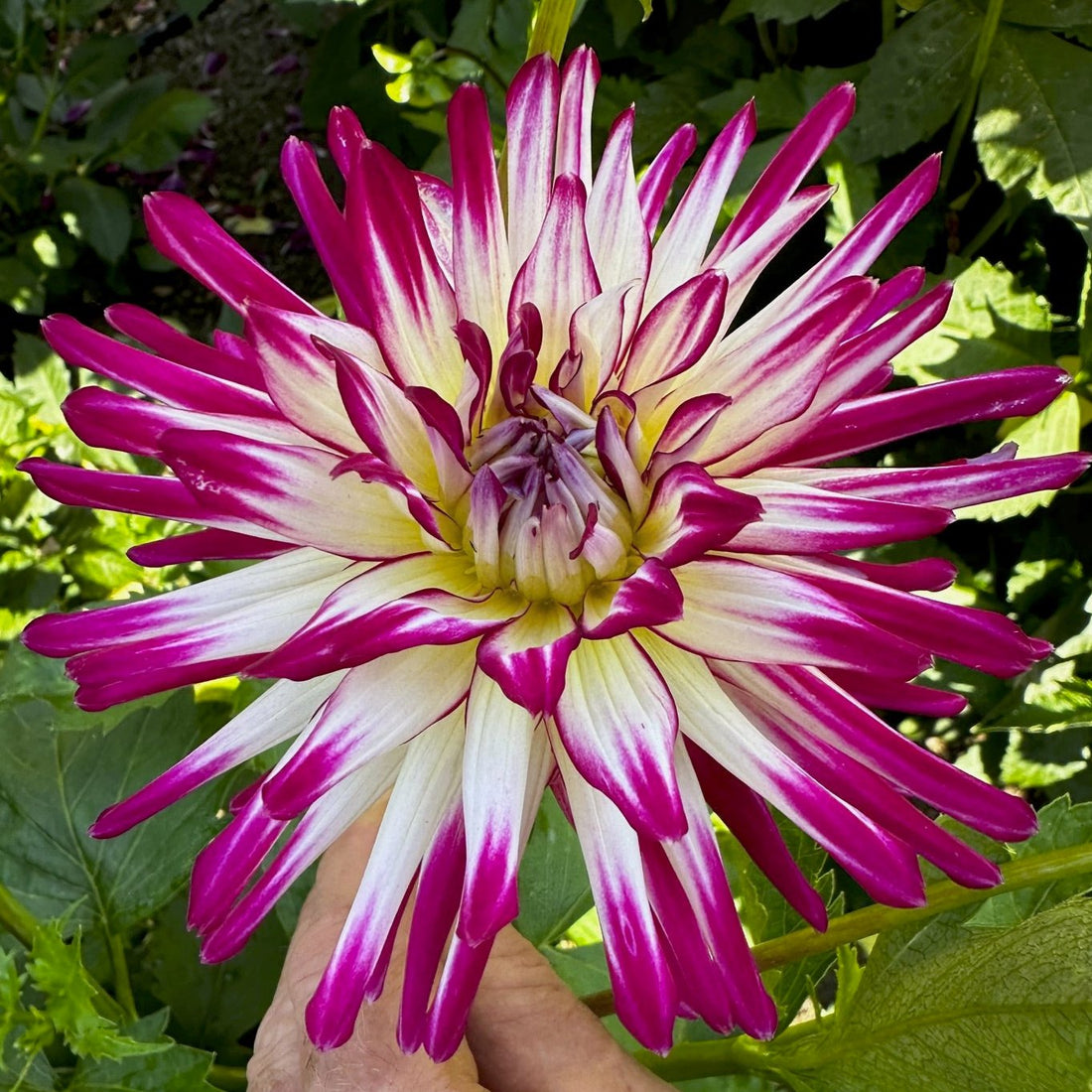 Hollyhill Starburst Dahlia Tuber – Dahlia Doctor