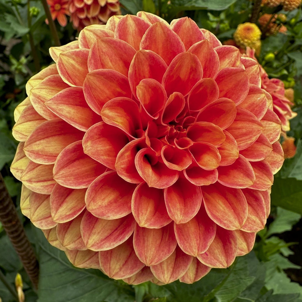 Rose Toscano Dahlia Tuber – Dahlia Doctor