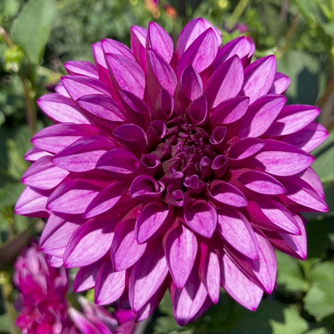 Versa Dahlia Tuber – Dahlia Doctor